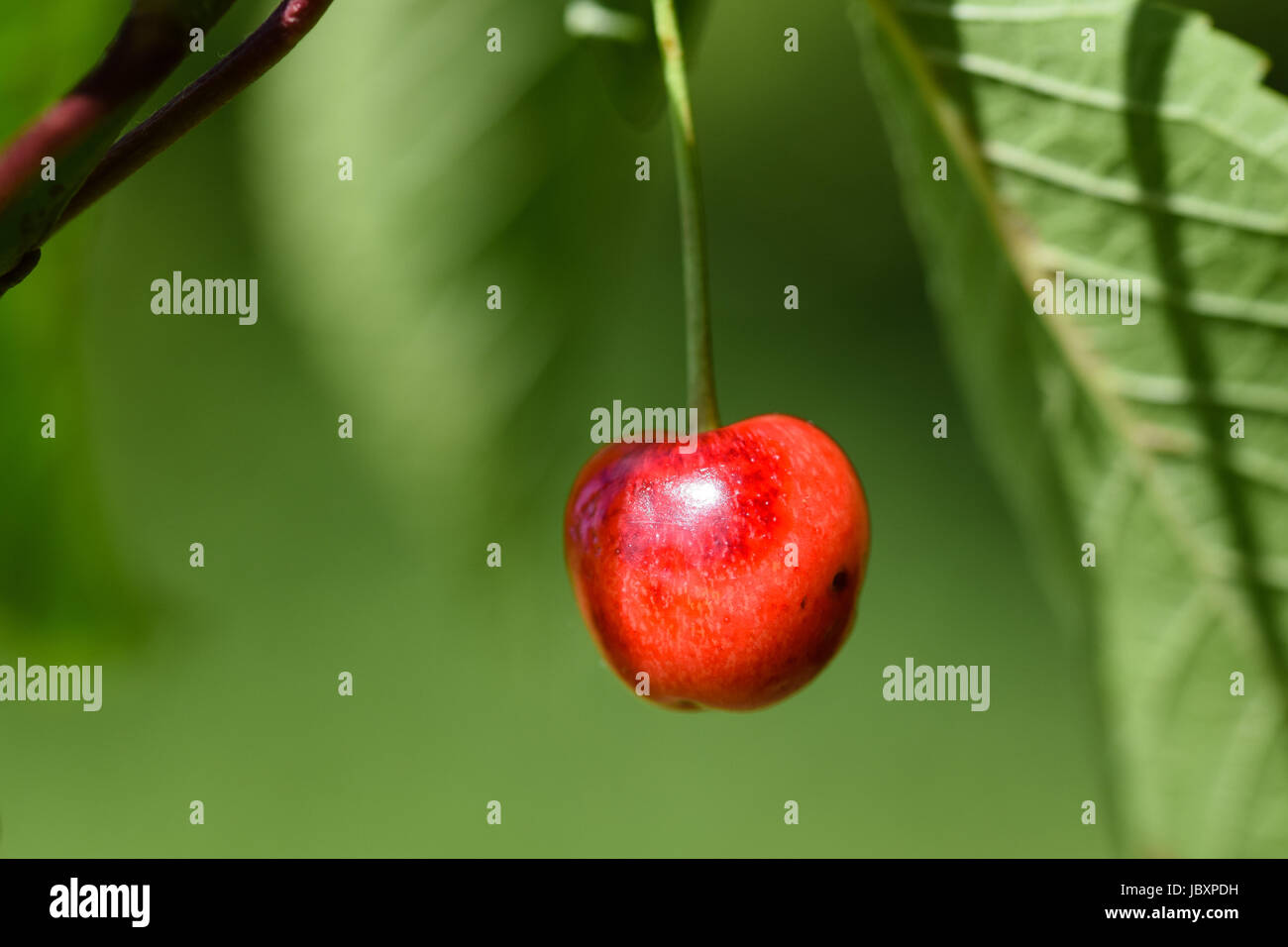 Ripening wild cherry Stock Photo - Alamy