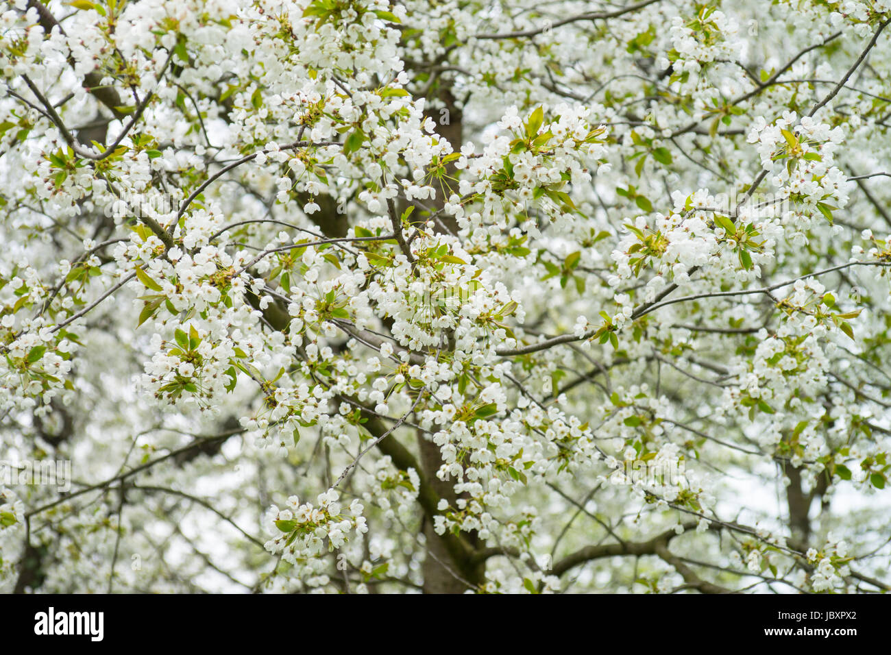 blooming trees in spring Stock Photo - Alamy