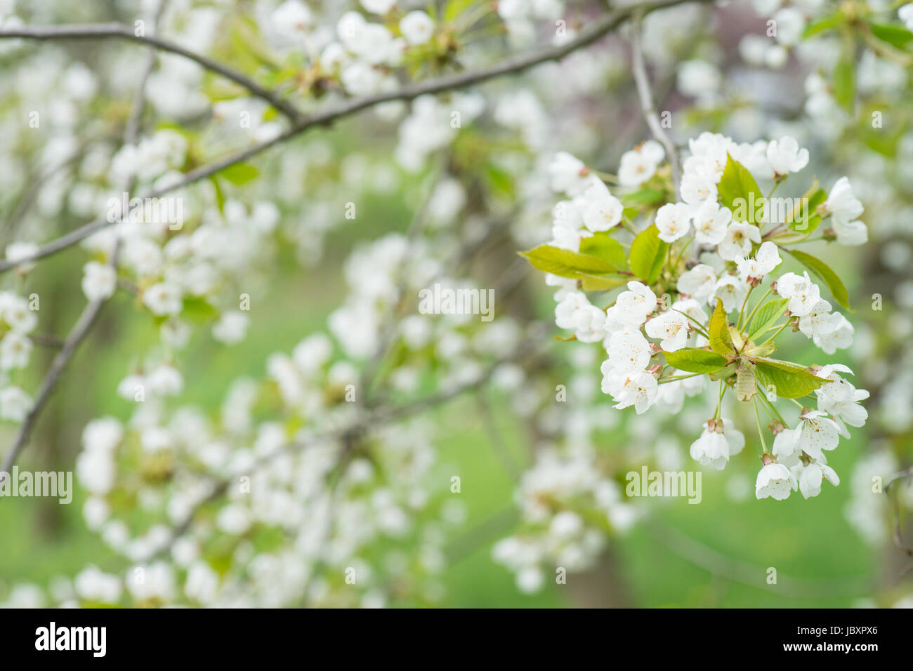 blooming trees in spring Stock Photo - Alamy