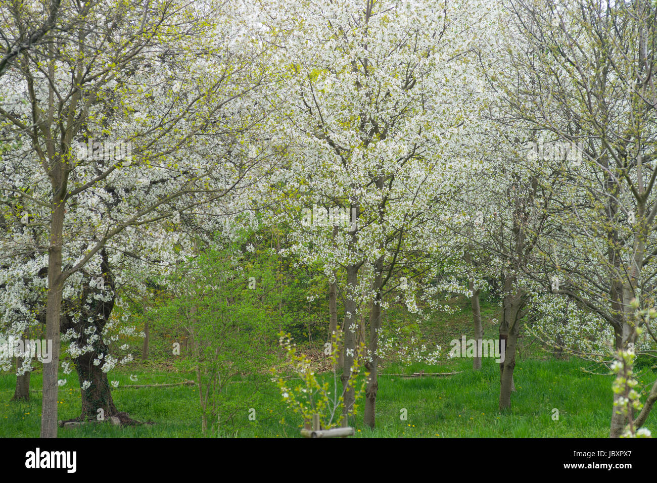 blooming trees in spring Stock Photo - Alamy