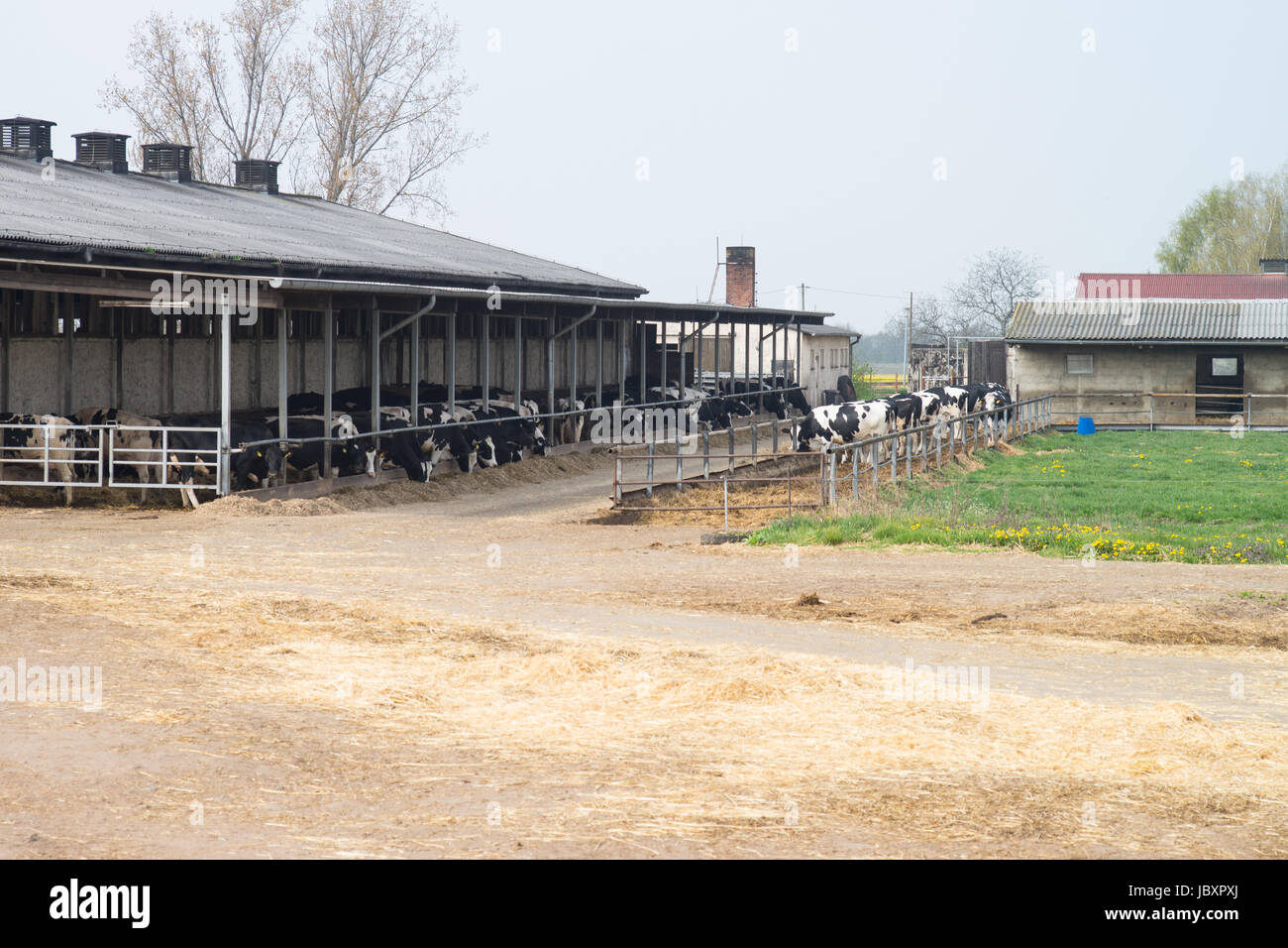 Cows in a cowshed Stock Photo - Alamy