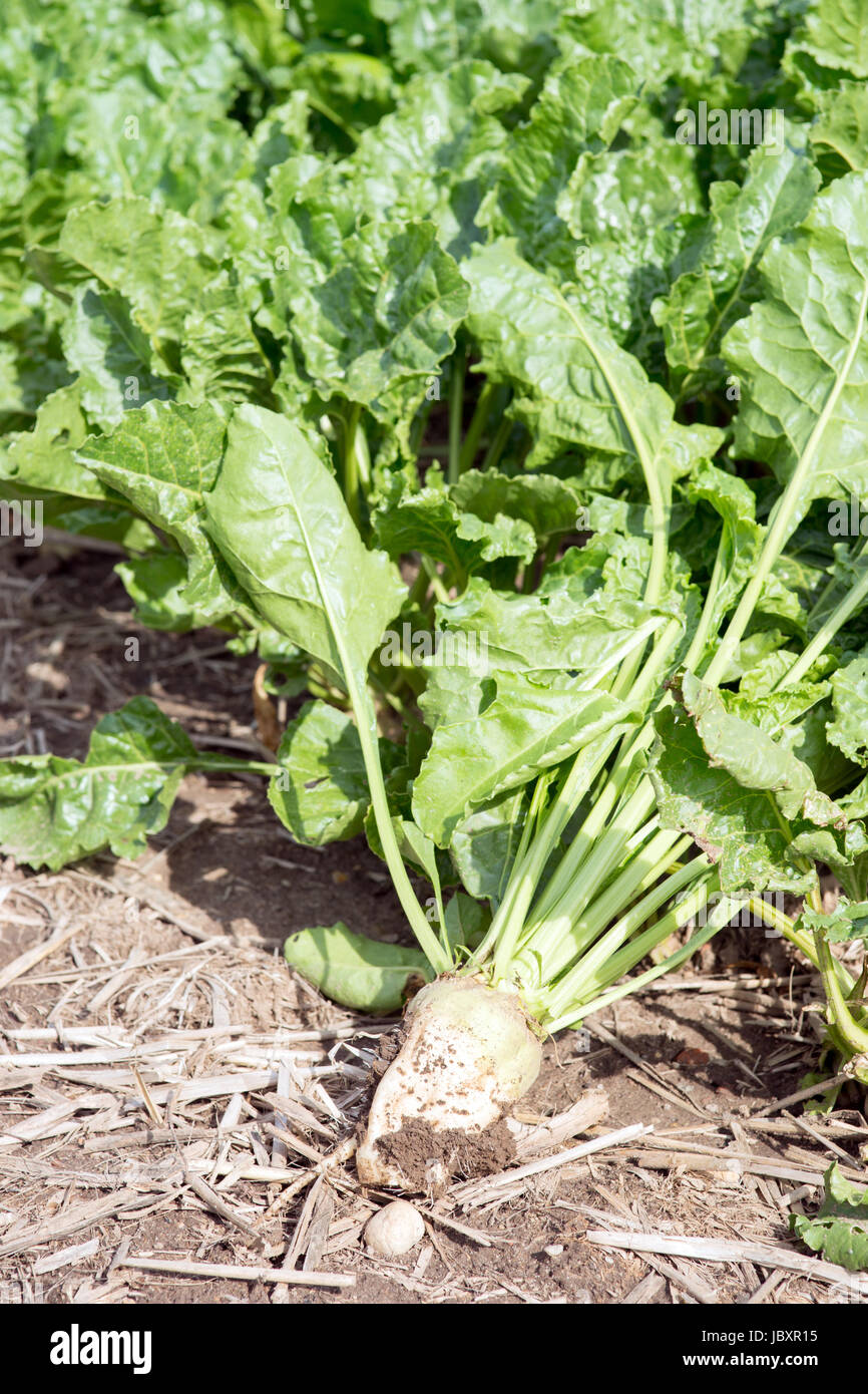 Fodder beet cultivation hi-res stock photography and images - Alamy