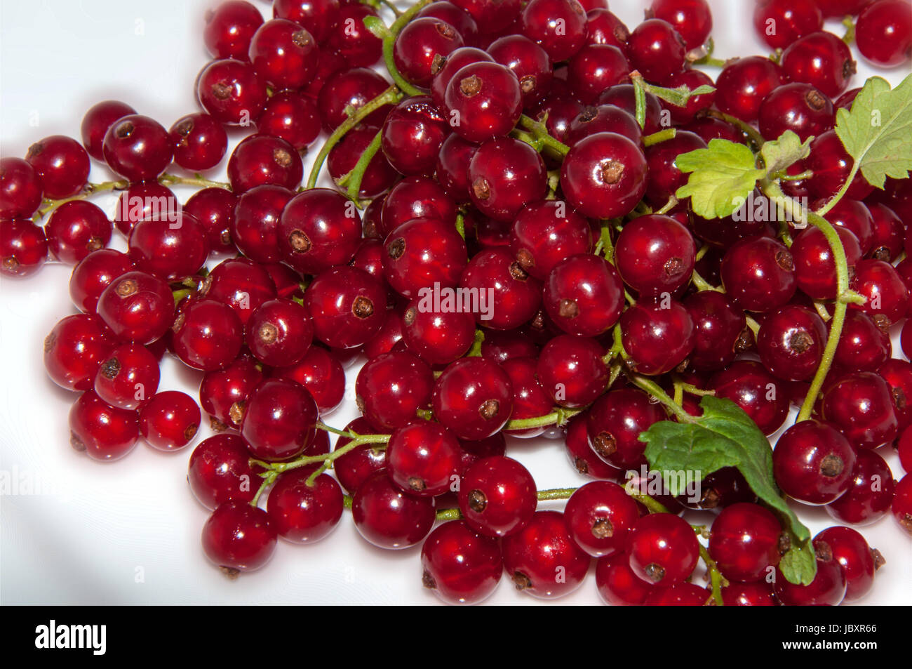 Red currant or Ribes rubrum Small deciduous shrub family of ...