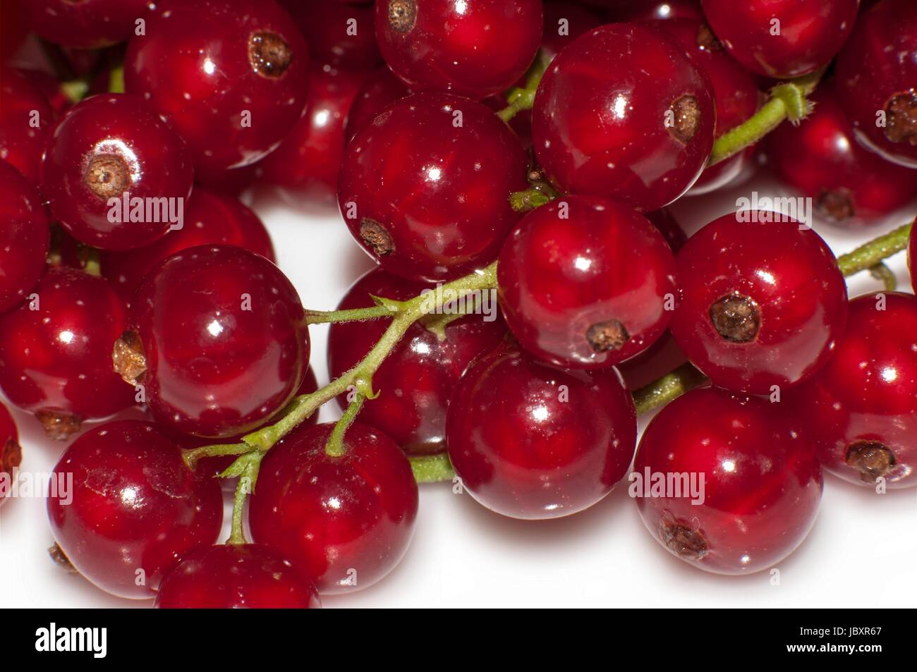 Family grossulariaceae hi-res stock photography and images - Alamy
