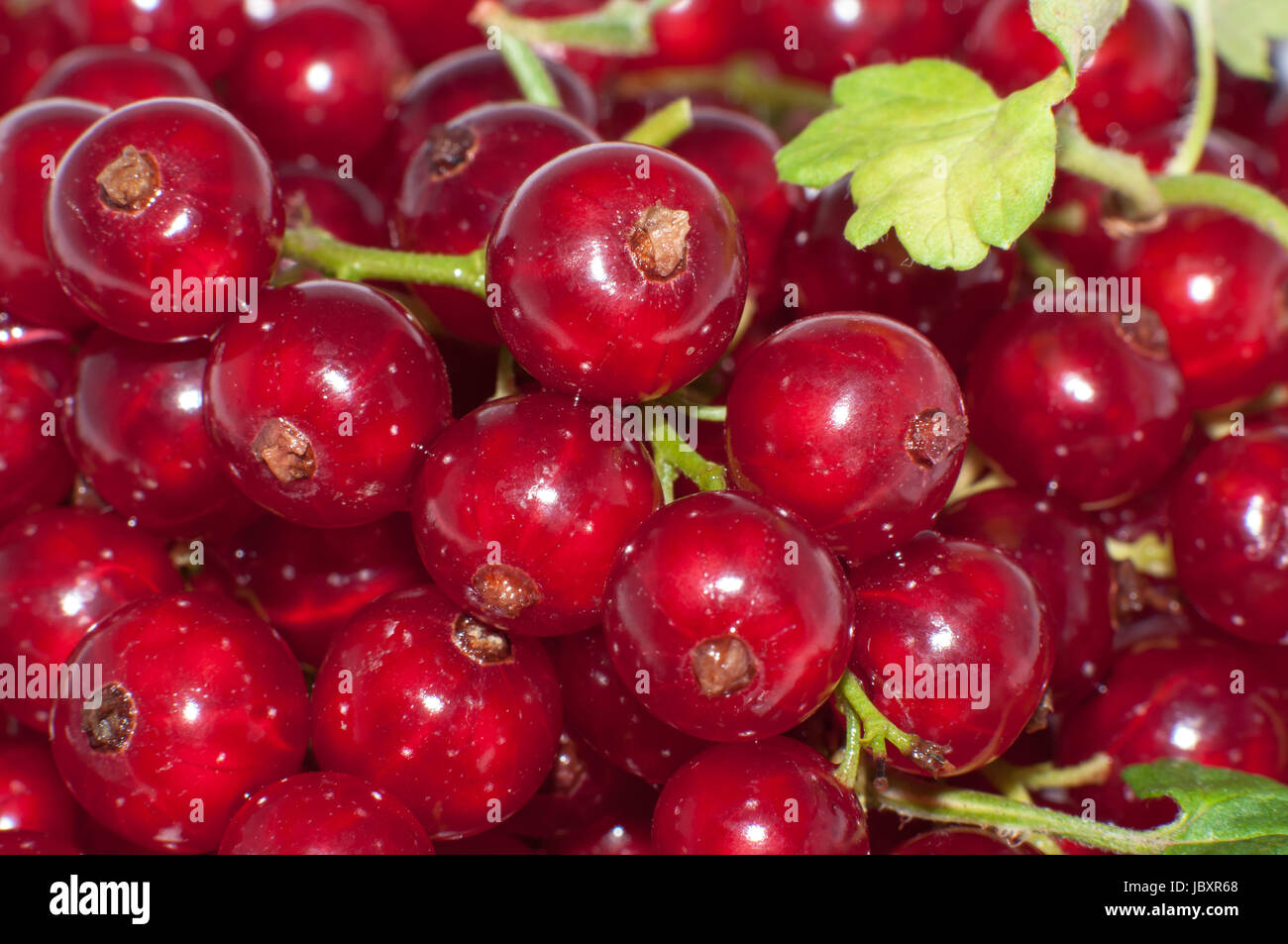 Red currant or Ribes rubrum Small deciduous shrub family of ...
