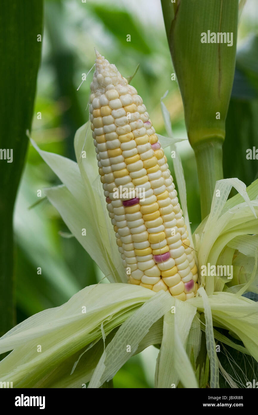 Color sticky corn Asian style Stock Photo - Alamy