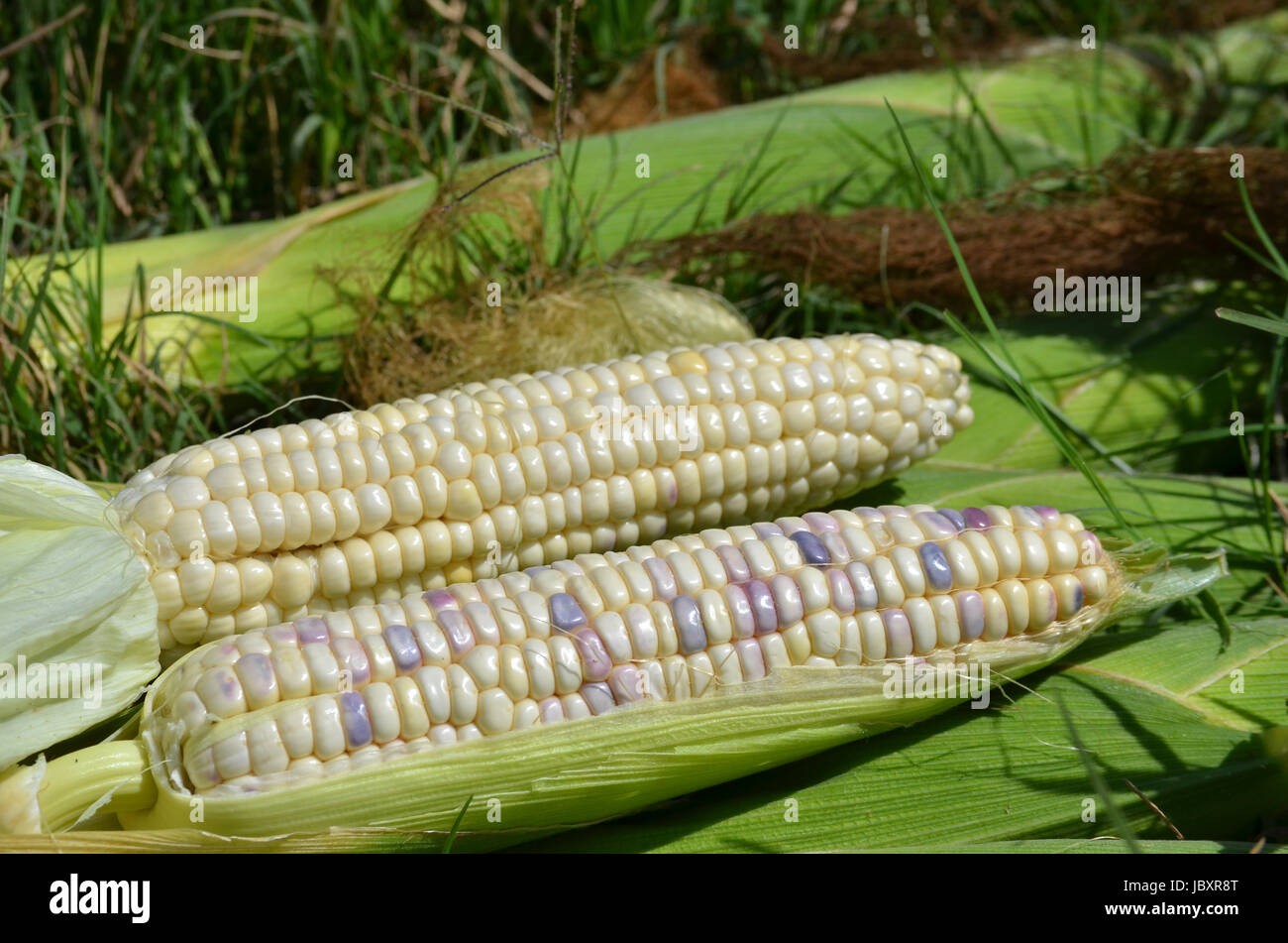 Waxy corn hi-res stock photography and images - Alamy