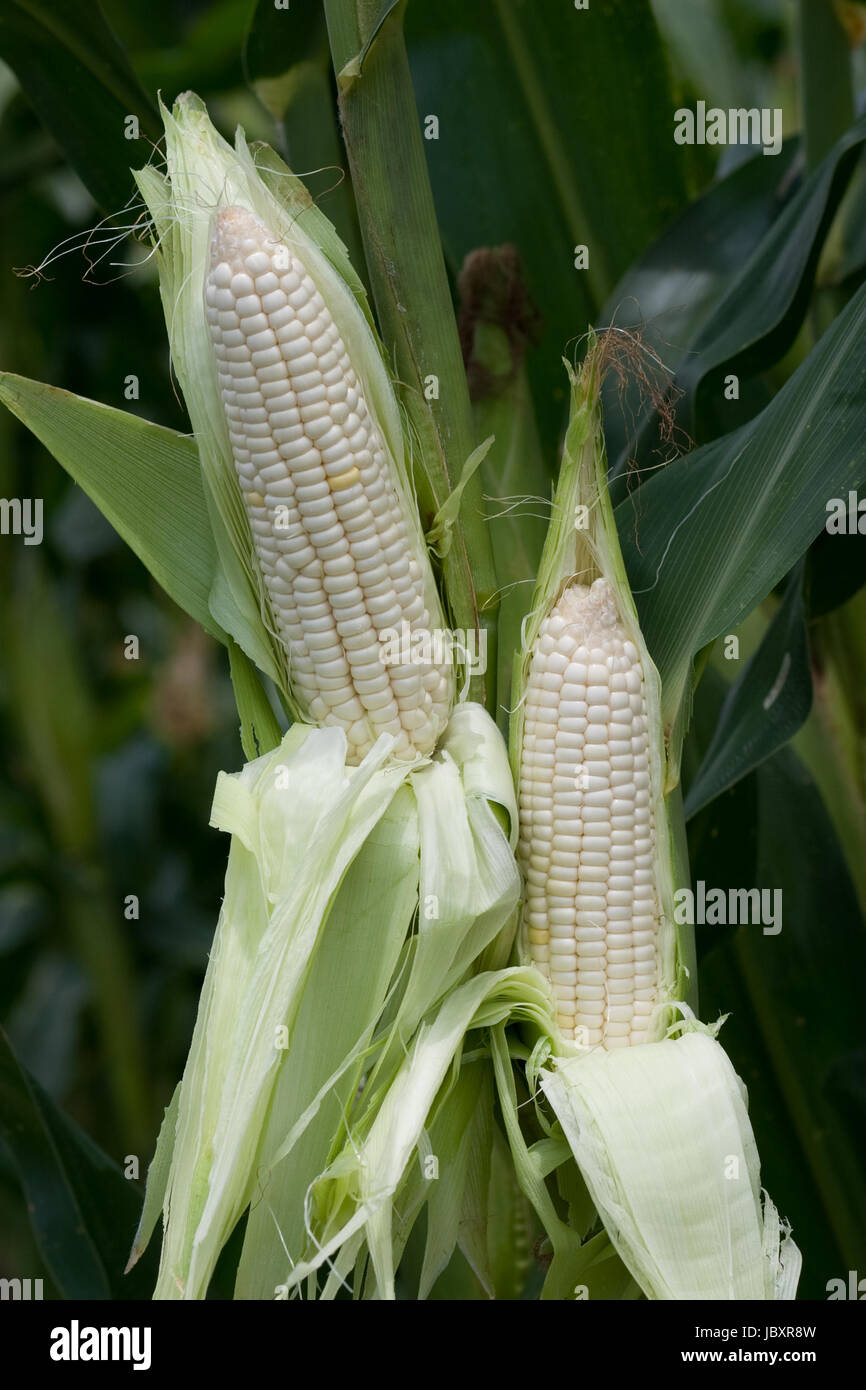 White corn for Asian cosumption style Stock Photo - Alamy