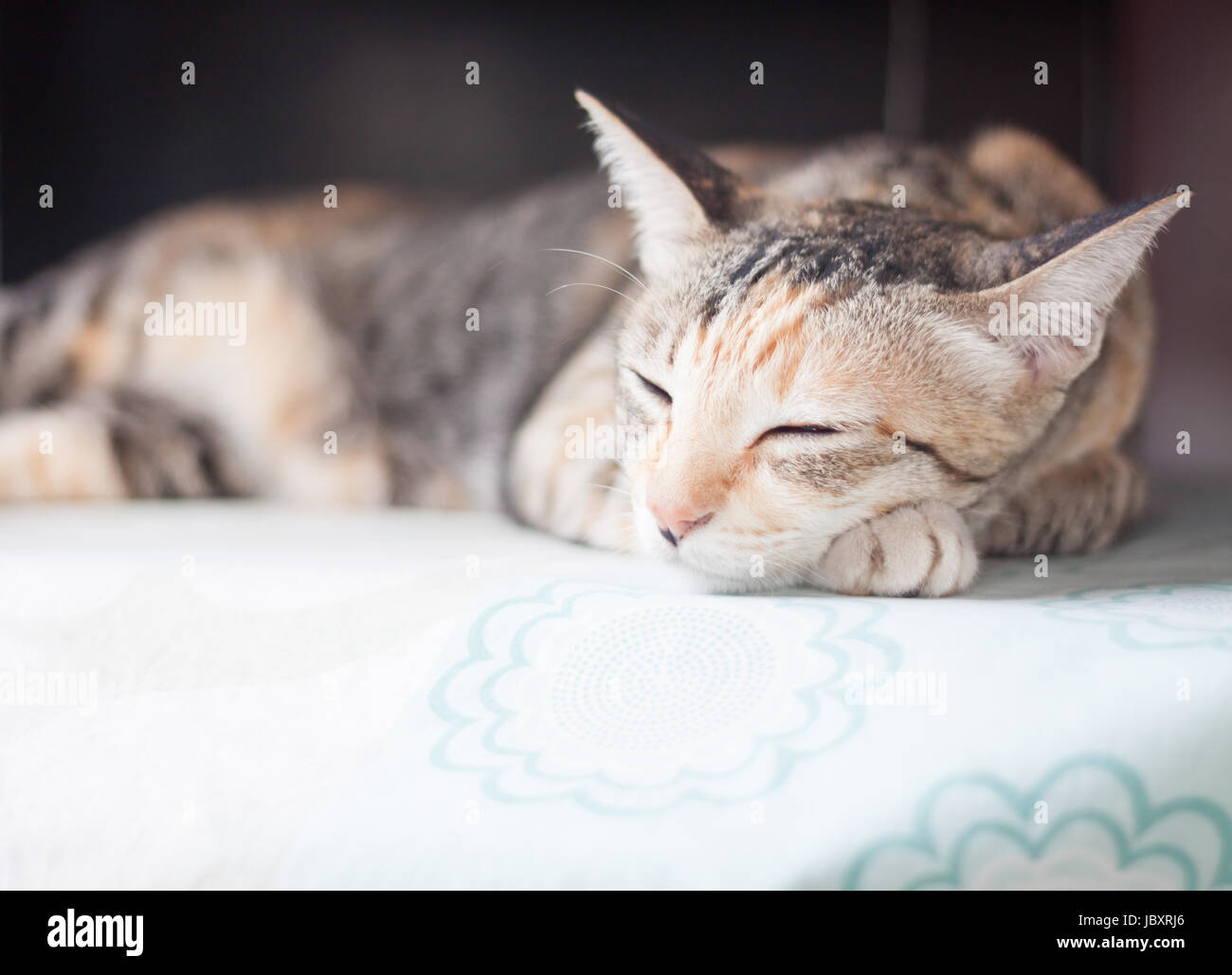 Siamese cat sleeping on the table, stock photo Stock Photo - Alamy