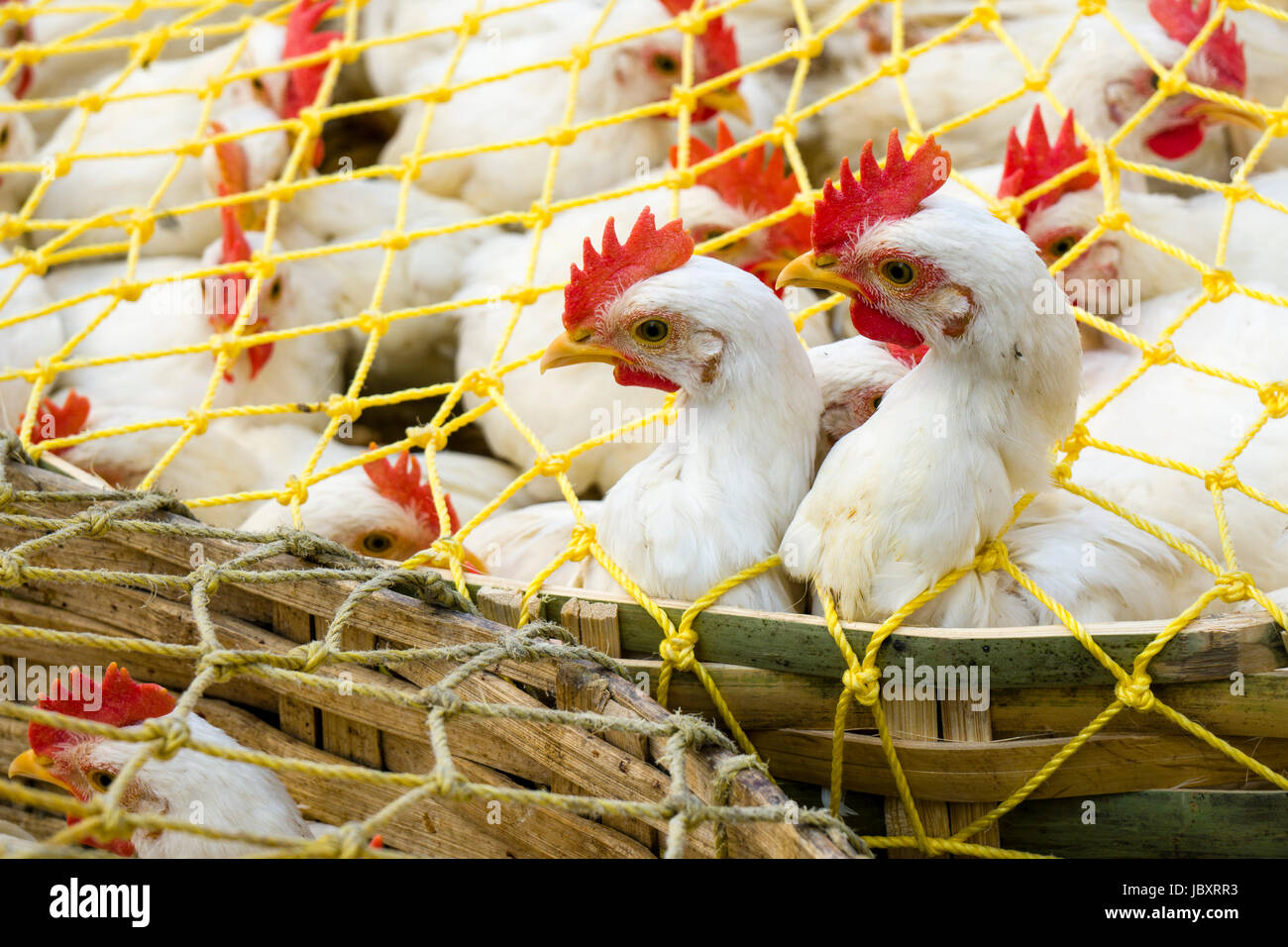 Hen chicken net hi-res stock photography and images - Alamy