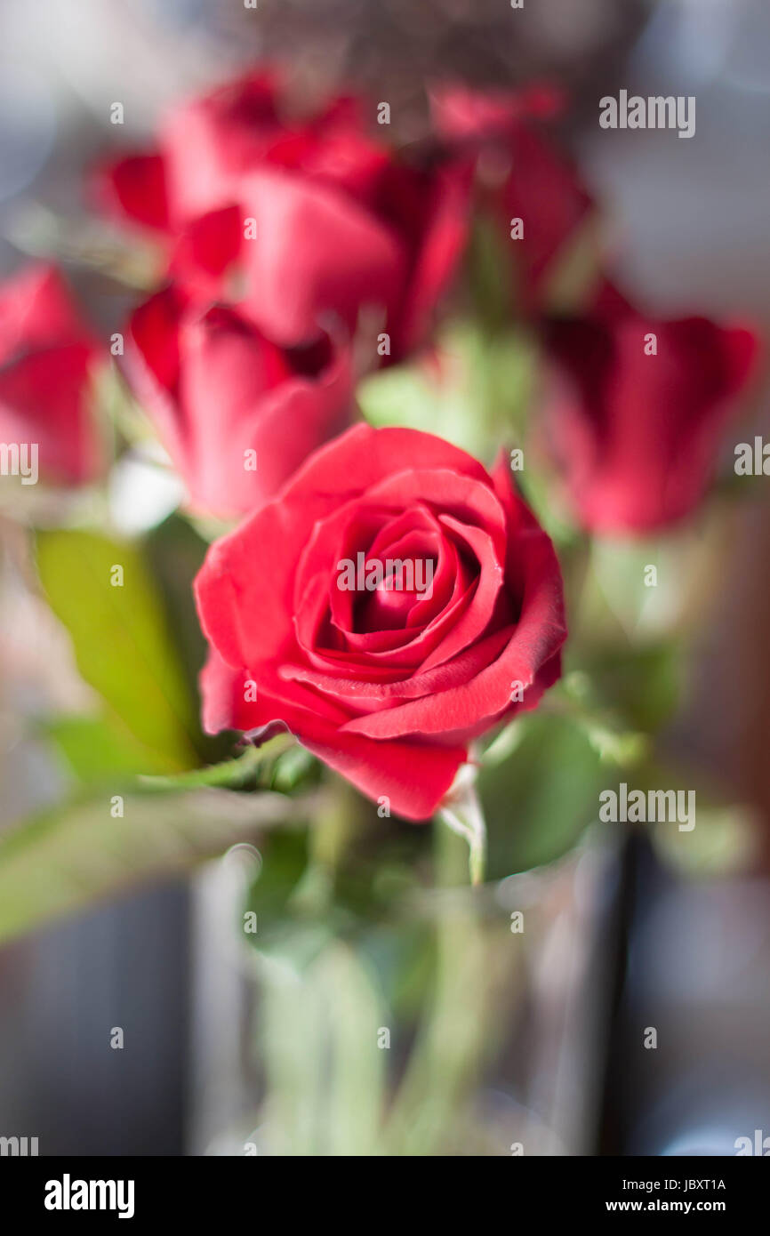 Beautiful fresh red roses Stock Photo - Alamy