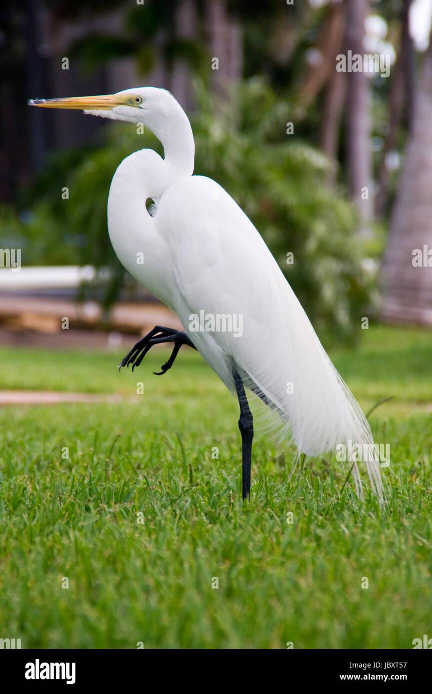 Pale yellow legs hi-res stock photography and images - Alamy