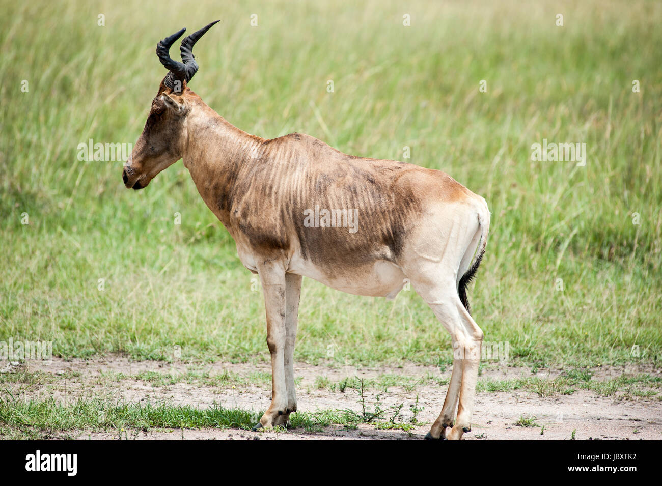 topi antelope in the savannah of kenya Stock Photo - Alamy