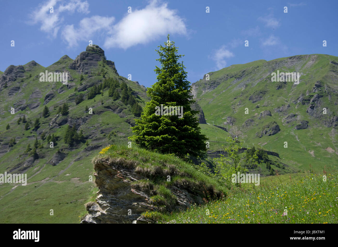Myrren hi-res stock photography and images - Alamy