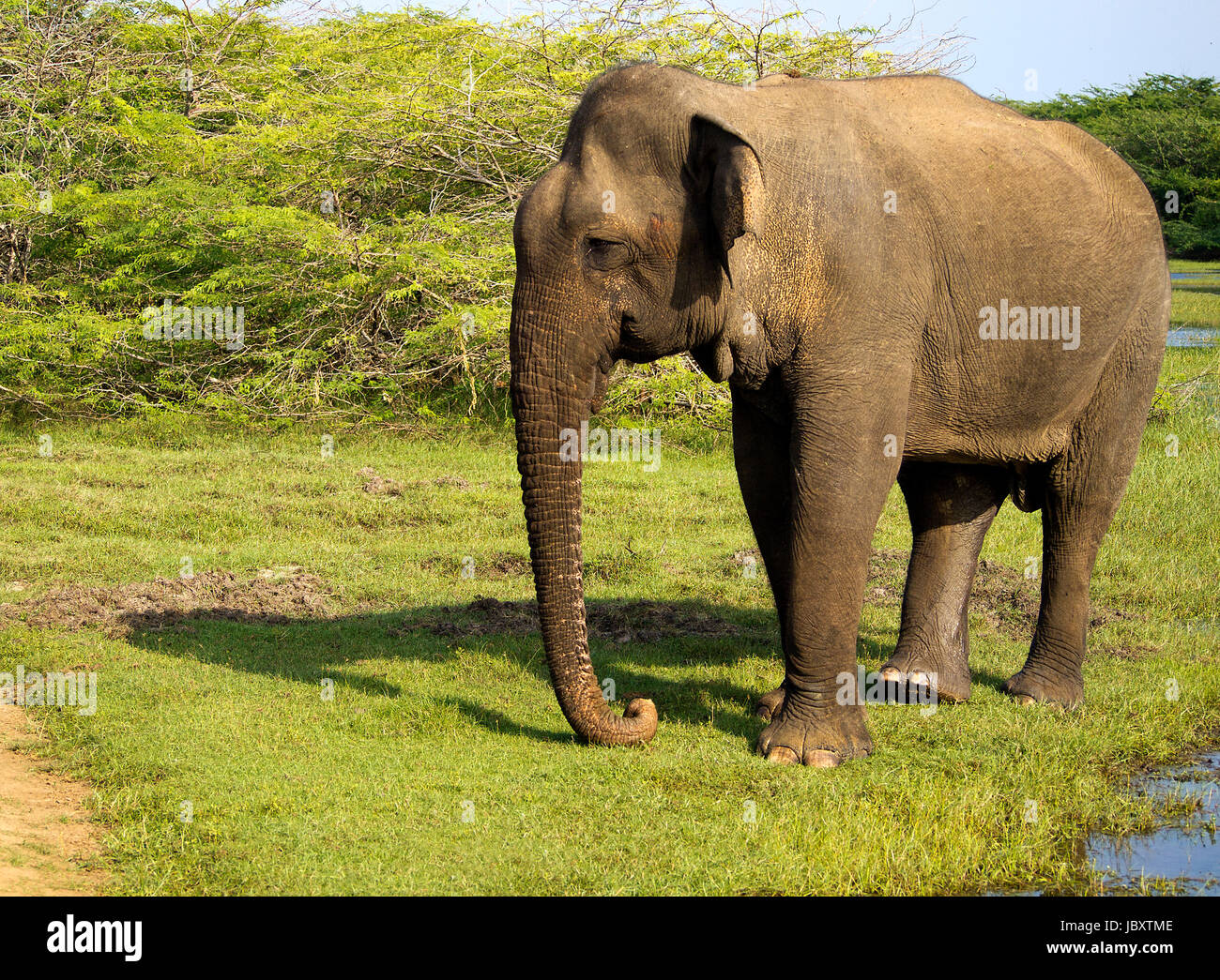 Portrait of an indian elephant in the National Park Stock Photo - Alamy