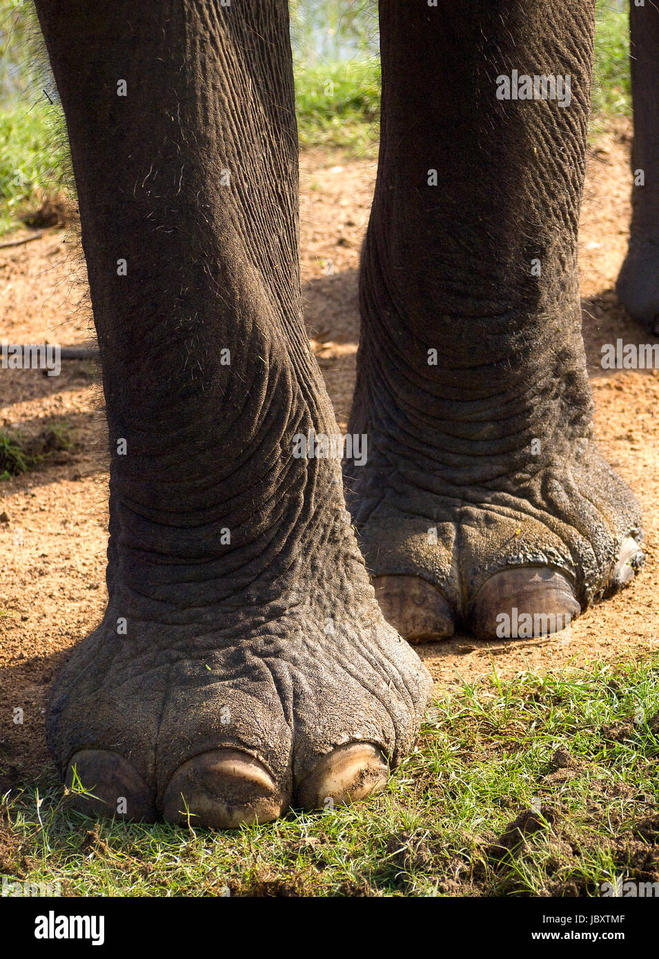 Closeup of feet of an elephant in the National Park Stock Photo - Alamy