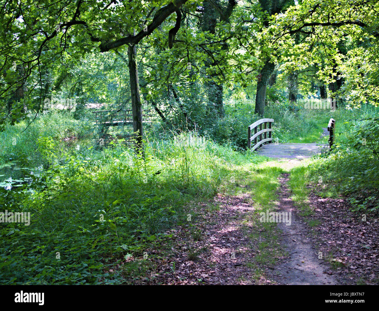 the two bridges in forest Stock Photo - Alamy