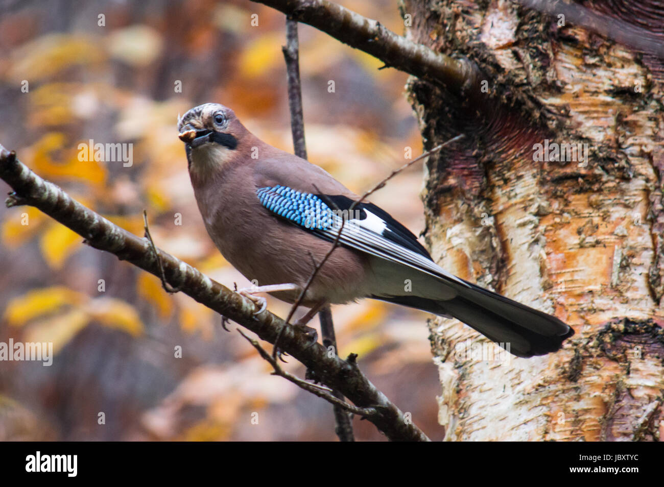 Jay in tree holding nut Stock Photo - Alamy