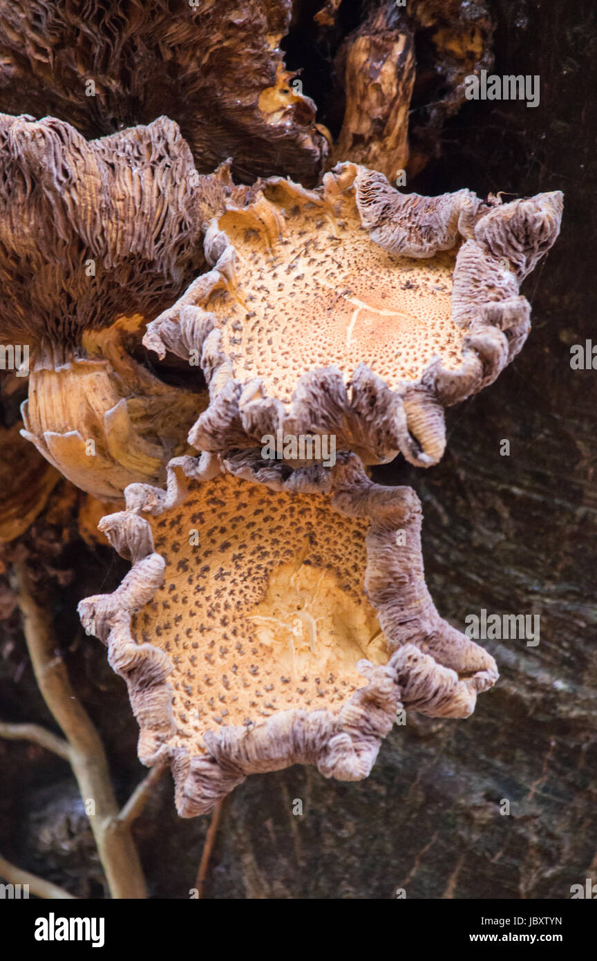 Large fungi growing out of tree Stock Photo - Alamy