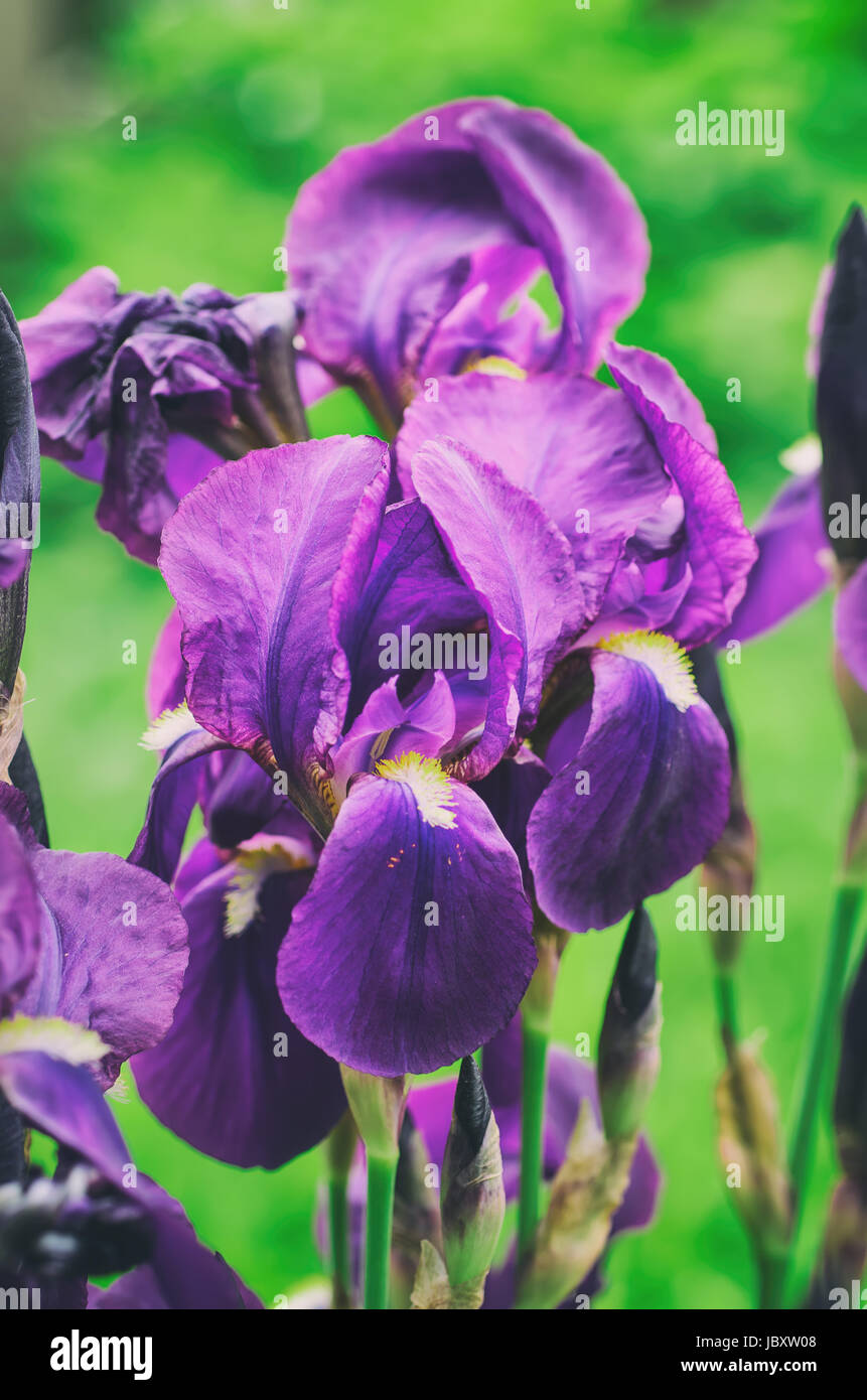 Iris flower in nature Stock Photo - Alamy
