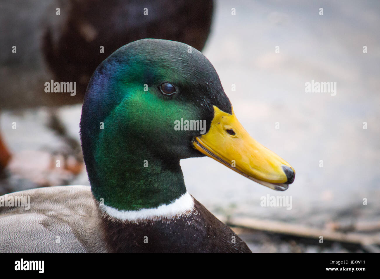 Mallard head hi-res stock photography and images - Alamy