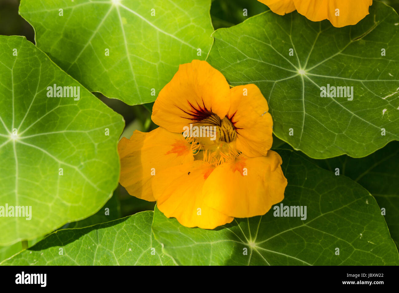 Tendrils hi-res stock photography and images - Alamy