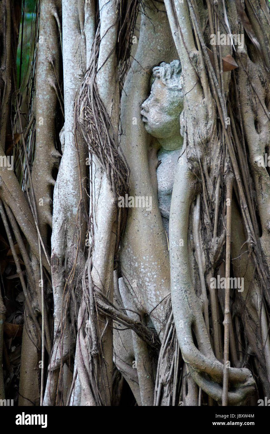 Strangler fig around tree hi-res stock photography and images - Alamy