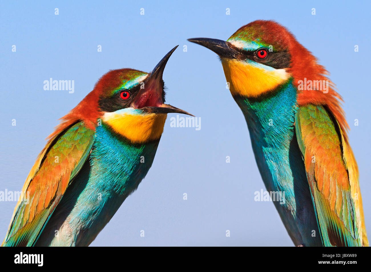 man and woman swear, family quarrel birds,bright colored birds Stock ...