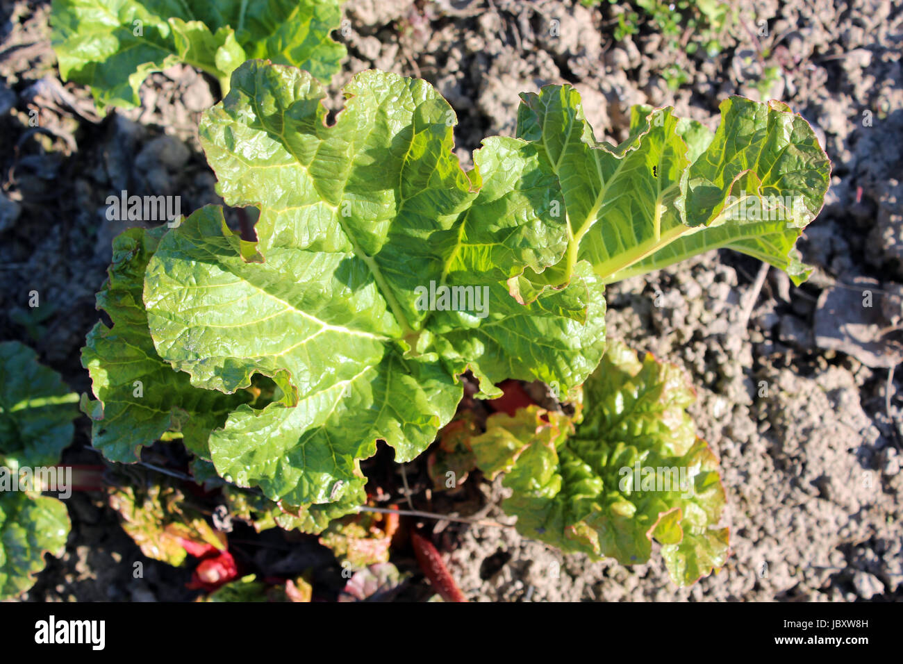 Young sprouts of a rhubarb progrown from the ground in the spring Stock ...
