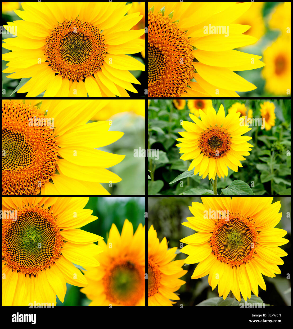 Beautiful collage with many images of sunflowers Stock Photo - Alamy
