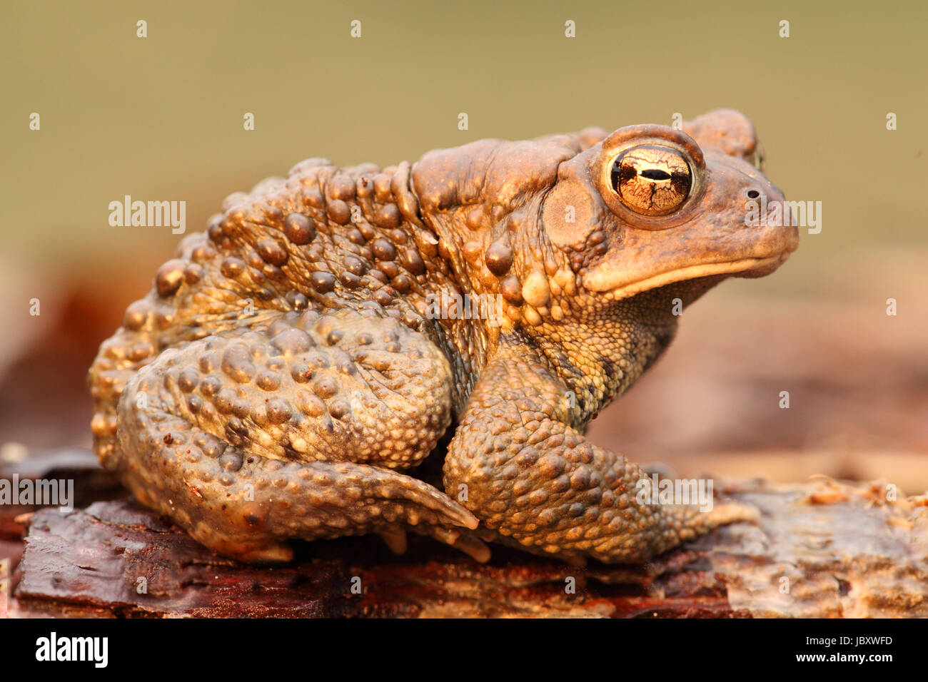 Male American Toad (Bufo americanus) with a green background Stock ...