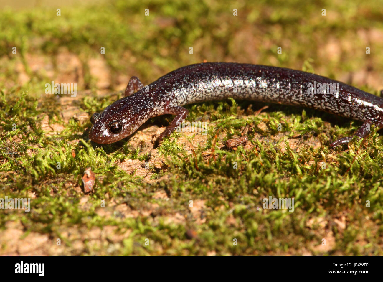 Lead Backed Salamander
