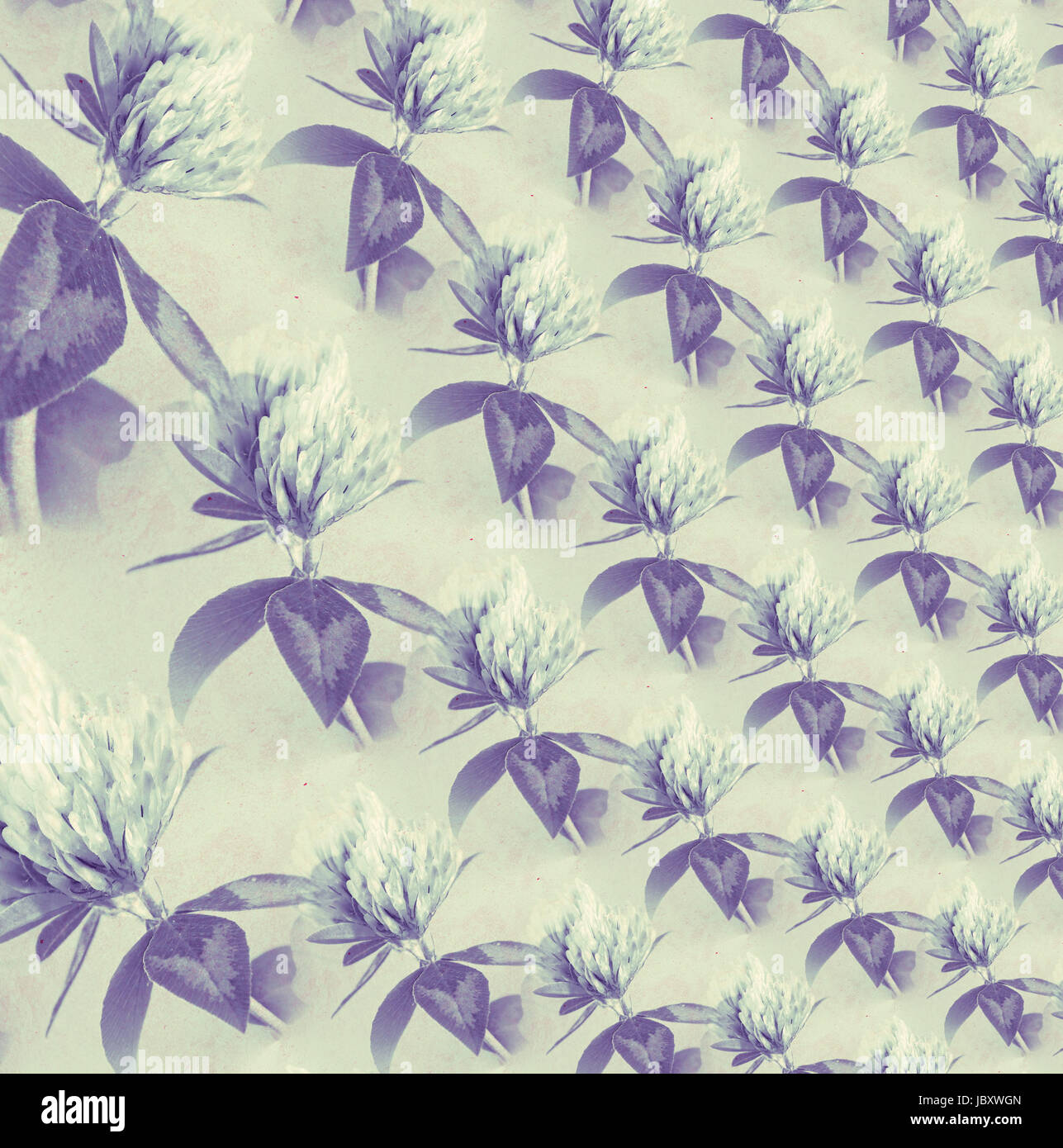 Kleebluten hi-res stock photography and images - Alamy