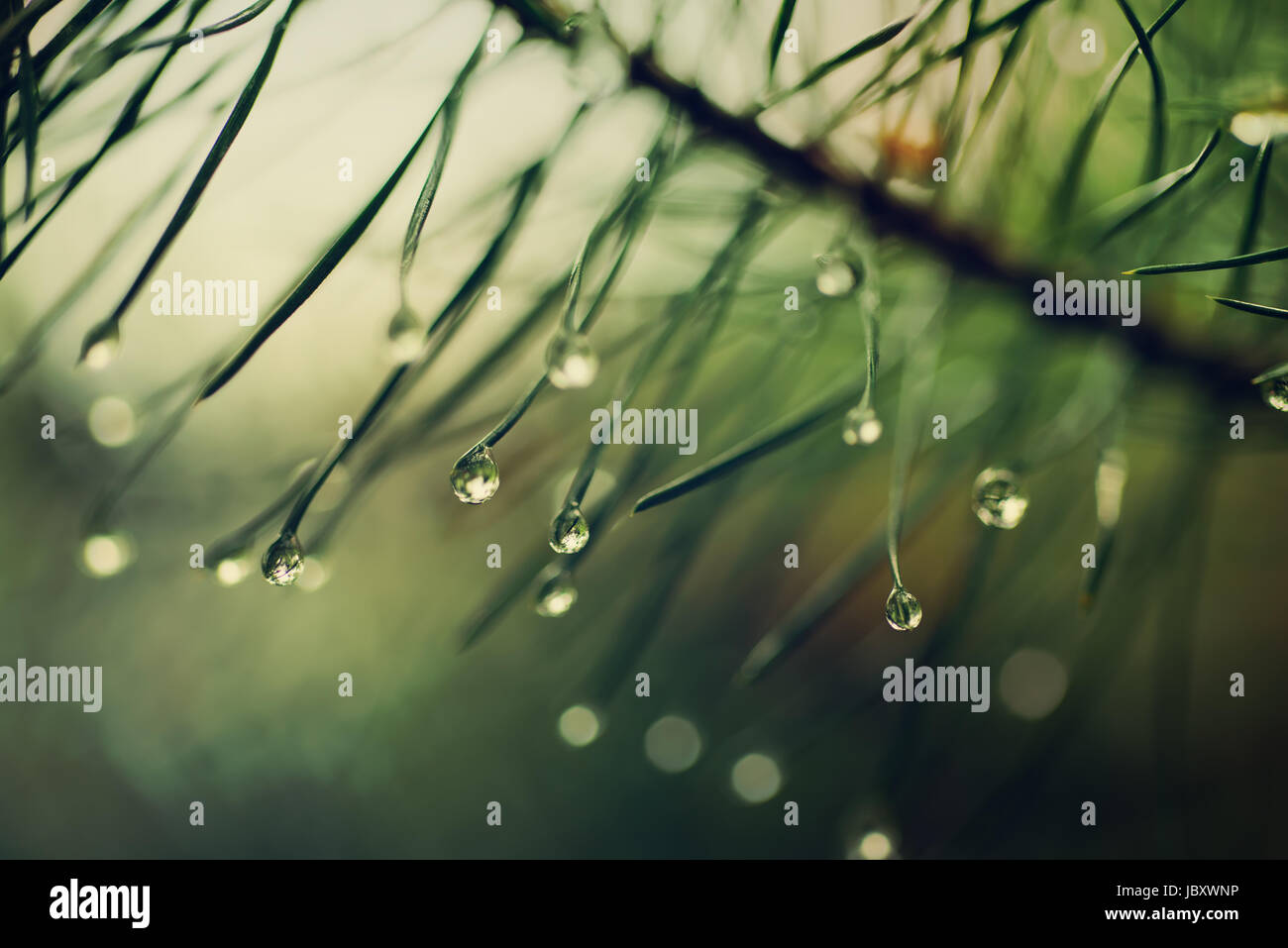 Wet pine tree Stock Photo - Alamy