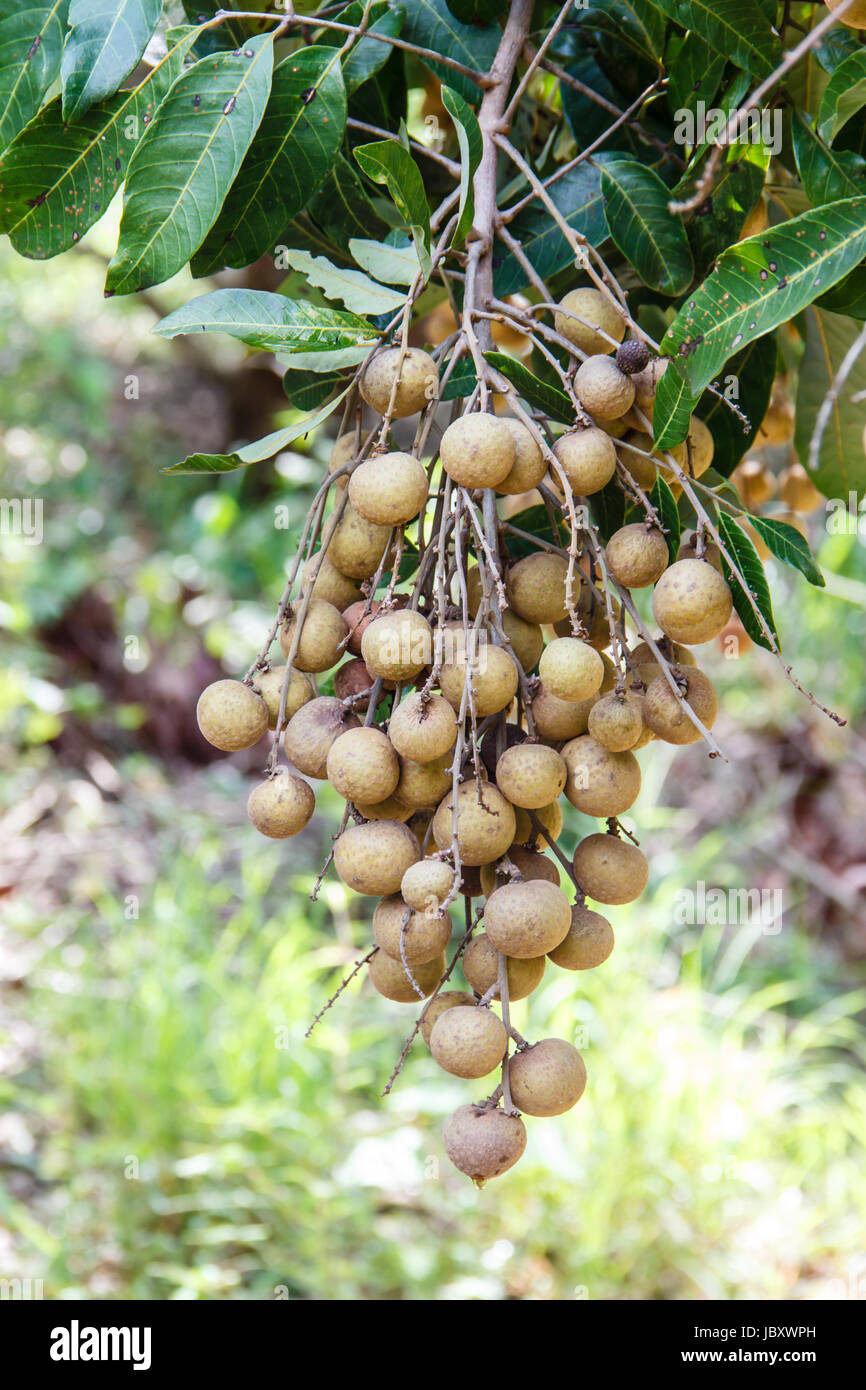 Green longan leaves hi-res stock photography and images - Alamy