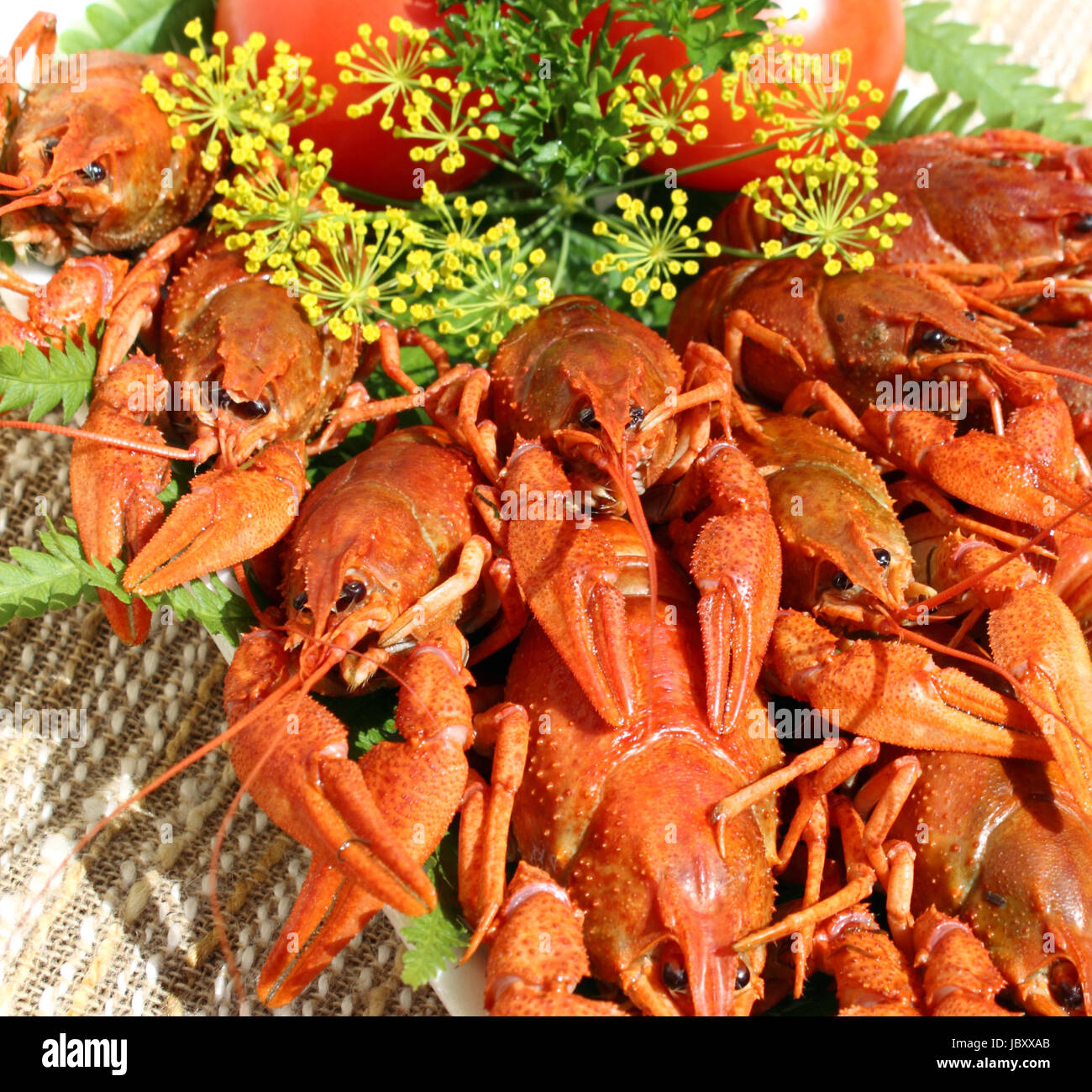 This is a freshly cooked crayfish with dill Stock Photo - Alamy