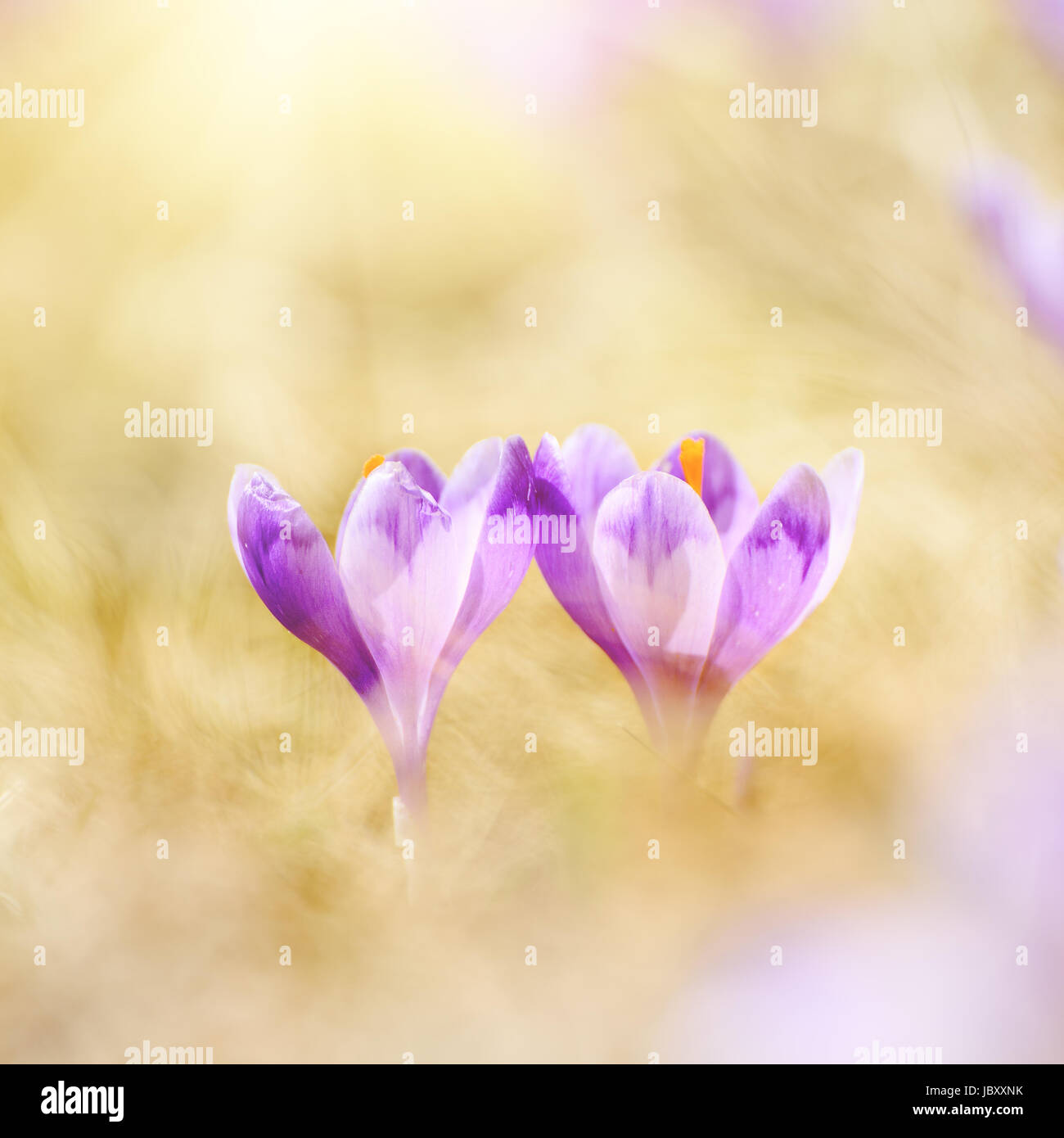 Two elegant crocus flowers hi-res stock photography and images - Alamy