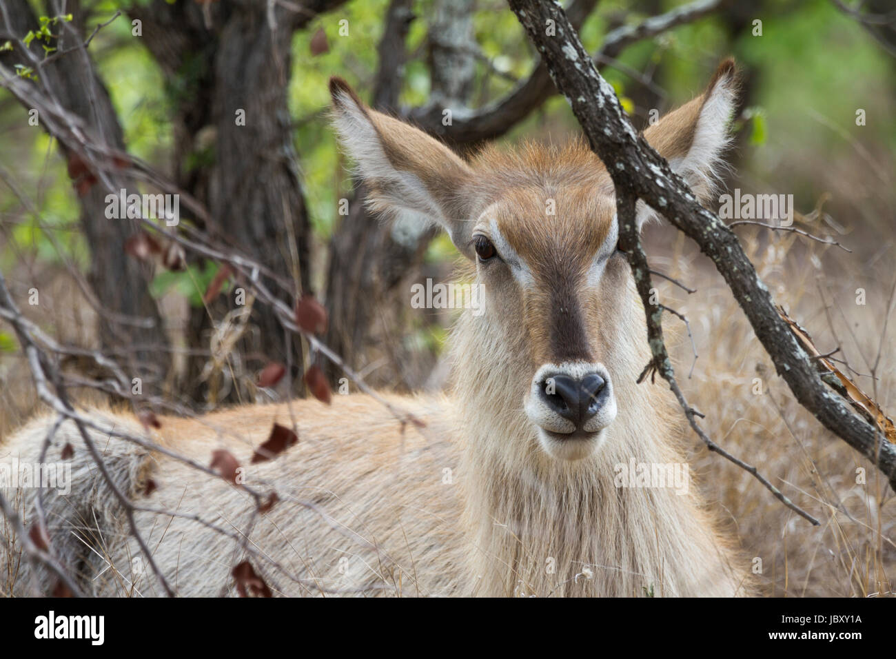 Waterbuck (Kobus ellipsiprymnus Stock Photo - Alamy