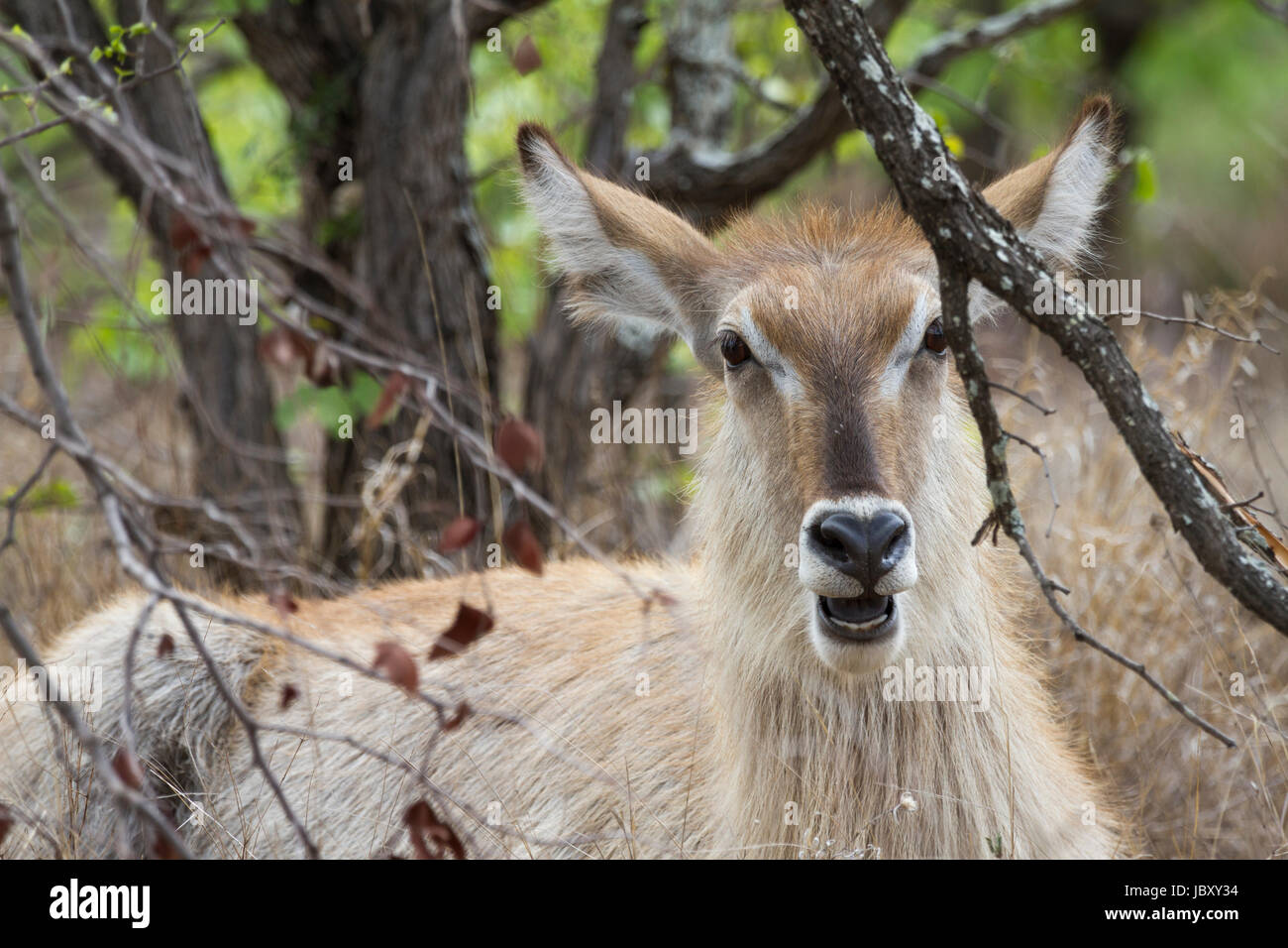 Waterbuck (Kobus ellipsiprymnus Stock Photo - Alamy