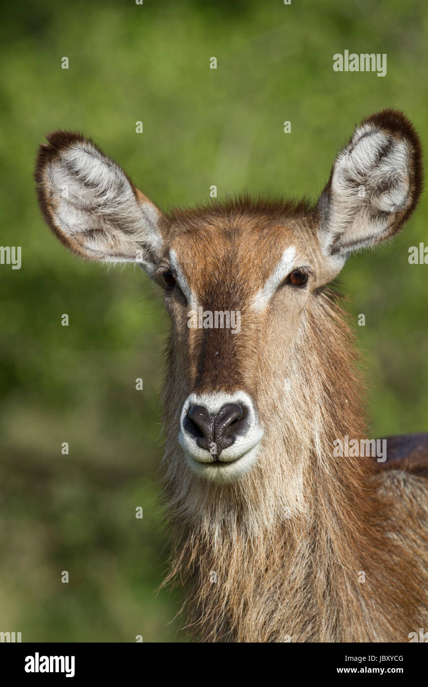 Waterbuck (Kobus ellipsiprymnus Stock Photo - Alamy