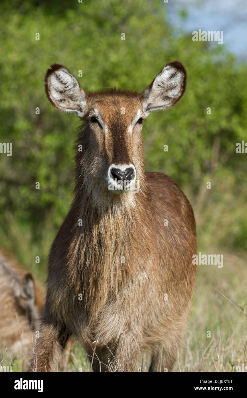 Ellipsen waterbuck hi-res stock photography and images - Alamy
