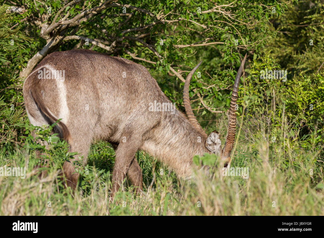 Waterbuck (Kobus ellipsiprymnus Stock Photo - Alamy