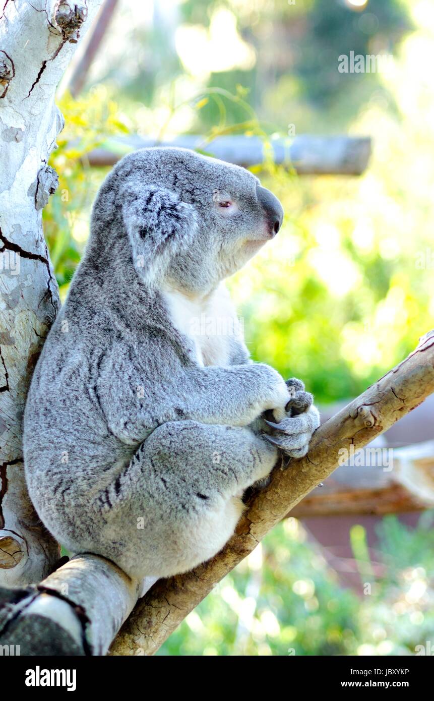 A cute adorable adult koala bear sitting on a tree looking very dreamy ...