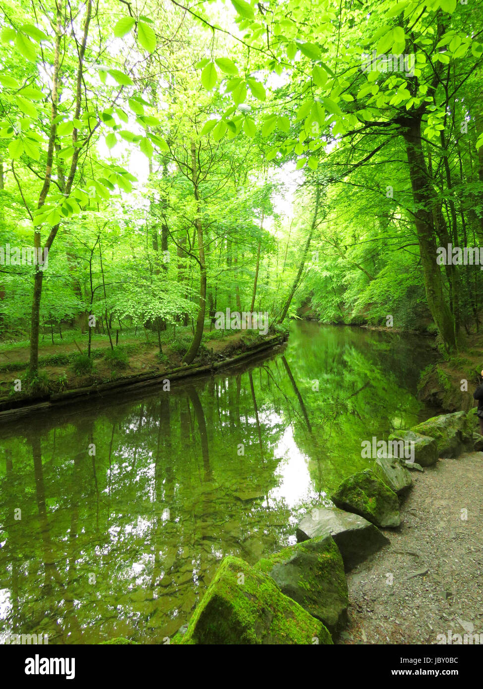 Plymbridge woods hi-res stock photography and images - Alamy