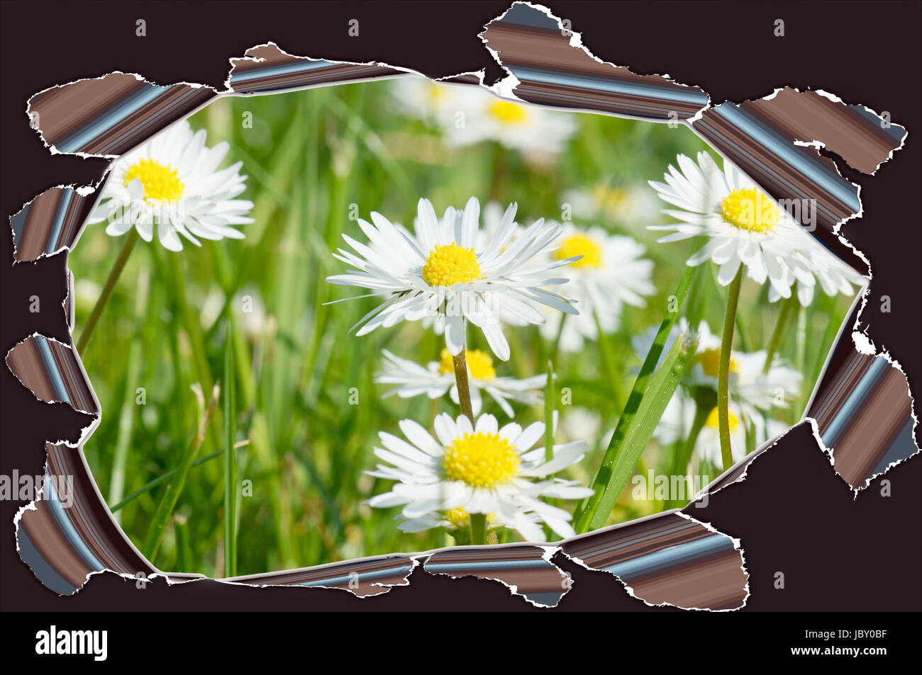 Daisy behind a torn piece of metal Stock Photo - Alamy