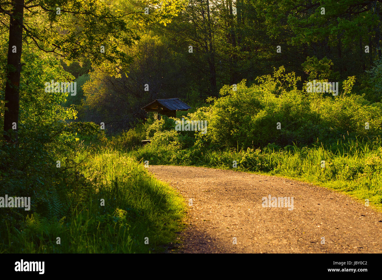 Enchanted fairy forest Stock Photo - Alamy