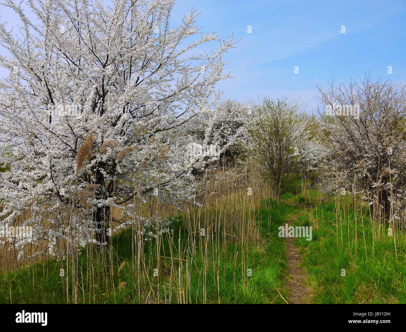 European cherry tree in the Soviet military base Stock Photo - Alamy