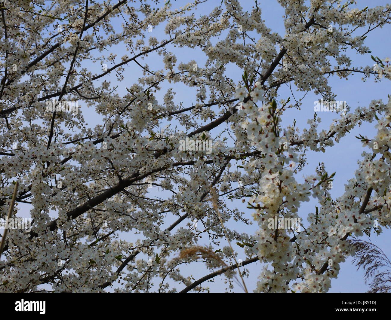 European cherry tree in the Soviet military base Stock Photo - Alamy