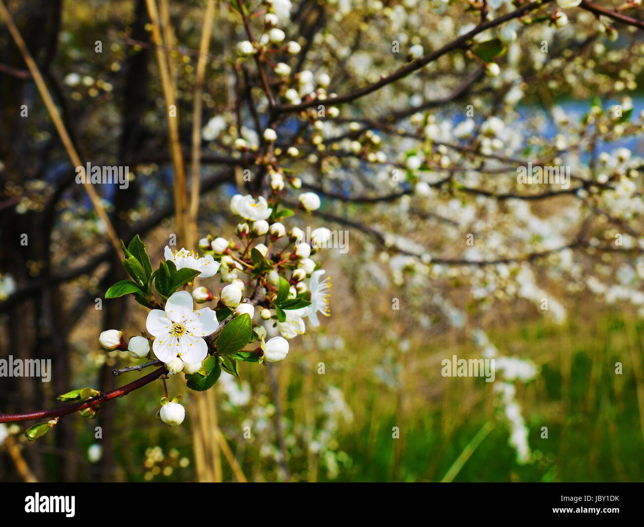 European cherry tree in the Soviet military base Stock Photo - Alamy