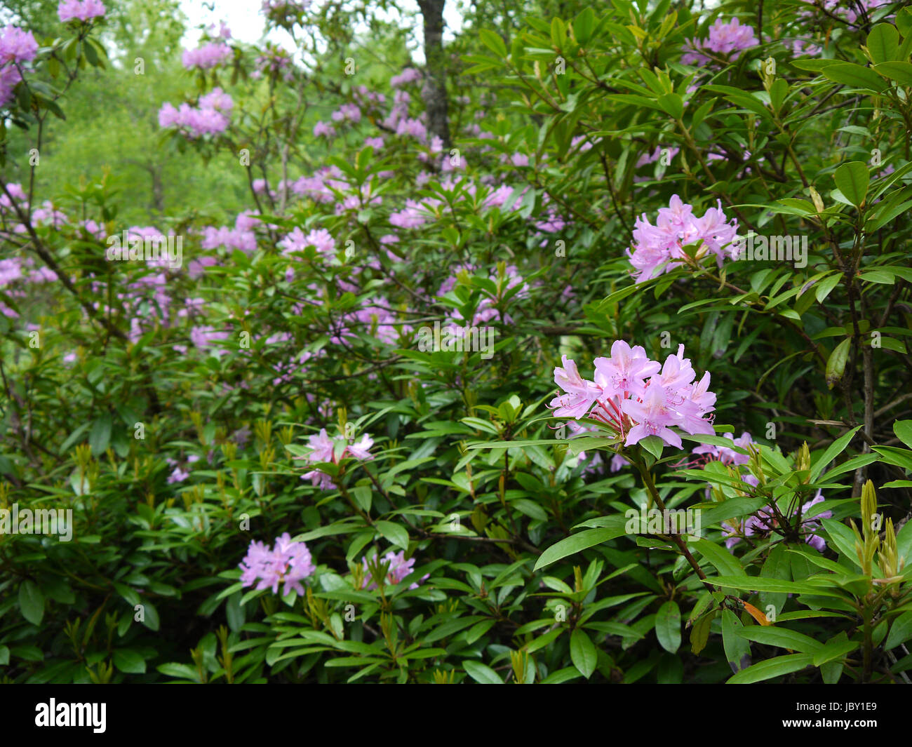 Green wild forest. Trees with green leaves Stock Photo - Alamy